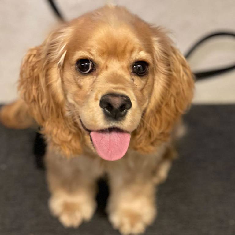 Immersive Training - From The Heart Dog Services